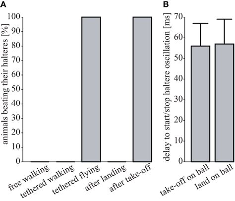 Absence Of Haltere Oscillations A Percentage Of Flies Oscillating Download Scientific