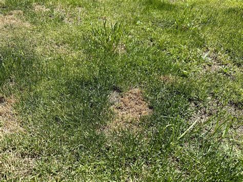 Grass Identification Rlawncare