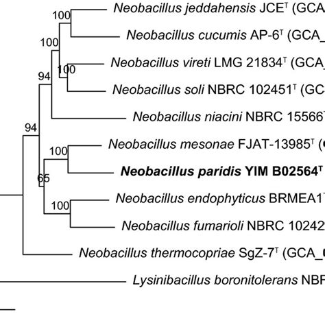 phylogenetic tree reconstructed using the neighbor joining nj