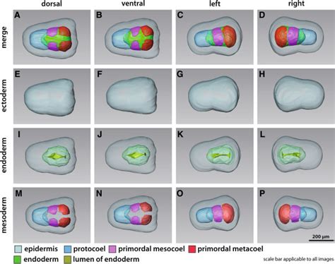 3d Reconstruction Of The Embryo Of Saccoglossus Kowalevskii At 36 H Pf