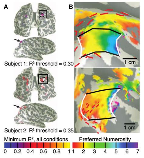 7 Topographical Representation Of The Numerosity A The Model By