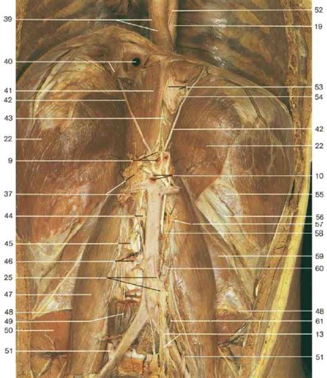 Retroperitoneal Organs 19 Diagram Quizlet