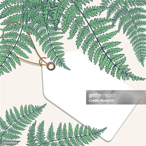 Fern Art Photos And Premium High Res Pictures Getty Images