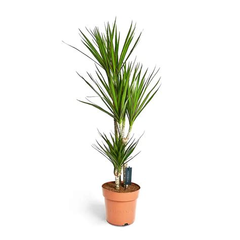 Dracaena Marginata Multi Stem Dragon Plant Floranza International