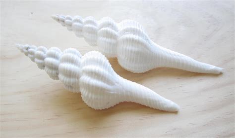 Fusinus Forceps 1 Piece Sea Shell Bulk Beach Wedding Etsy