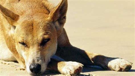Two Year Old Bitten In Second Dingo Attack In Two Days The North West