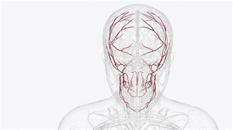 Premium Photo The Maxillary Artery Is A Branch Of The External