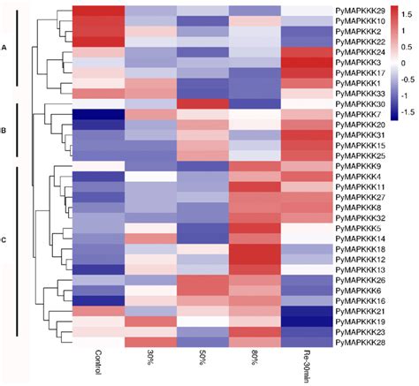 Hierarchical Clustering Of The Expression Profiles Of All 33 PyMAPKKK