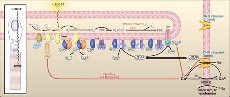 Phototransduction Motifs And Variations Cell