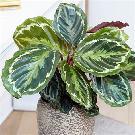 Maranta Red Prayer Plant Artofit