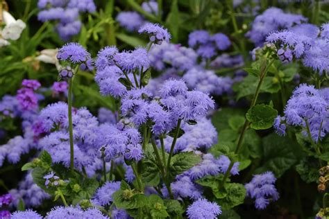 25 Purple Perennial Flowers That Will Bring Color To Your Garden