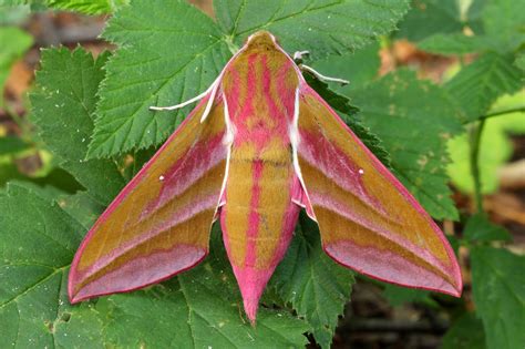 Pink And White Moth Uk