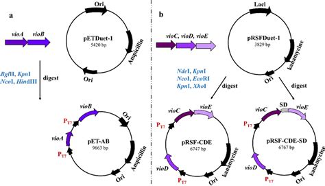 Schematic Presentation Of Plasmid Construction A The Fragments Download Scientific Diagram