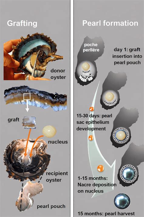 How Pearls Are Formed Prins And Prins Diamonds