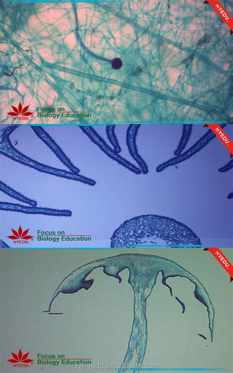 High Quality Fixed Set Basic Forms Of Fungi Microscope Botany Slide Collection Buy Botany
