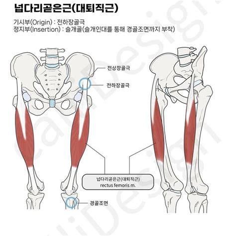 함께근육공부 시즌2 근육별기시정지 넙다리곧은근대퇴직근기시정지 캘리디자인 메디컬일러스트와 함께 차근차근 근육공부 해보아요~ 시즌1 근육별 명칭은 함께근육공부pdf