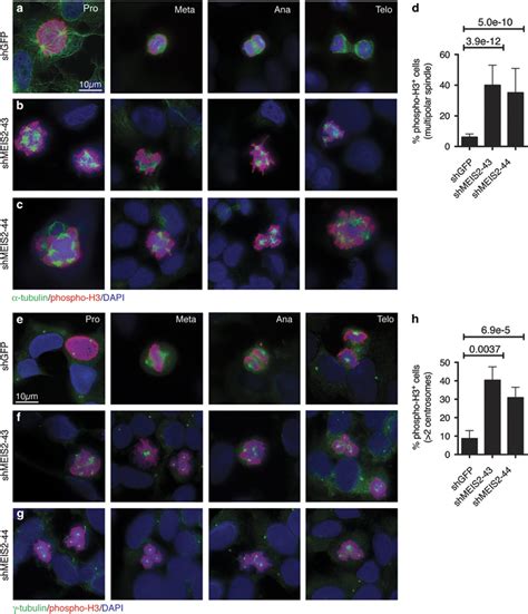 Meis2 Depletion Induces Multipolar Mitotic Spindles And Centrosome
