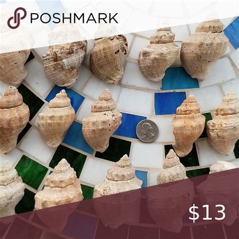 King Crown Conch Shells From The Gulf Of Mexico Set Of 15 Shells