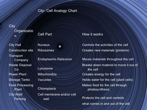 Plant Cell Mitochondria Analogy What Is An Analogy For Mitochondria