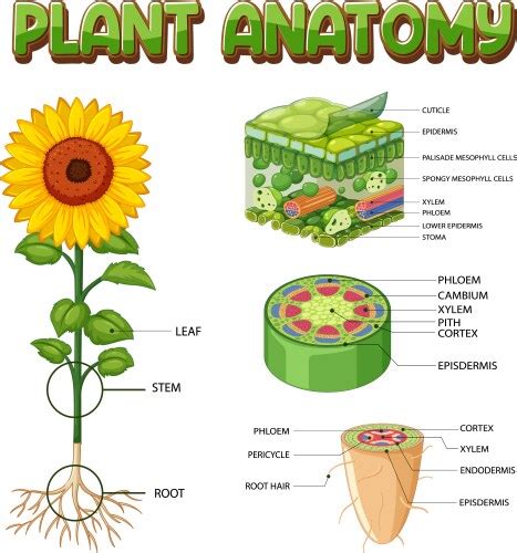 Internal Structure Of Root Diagram Royalty Free Vector Image