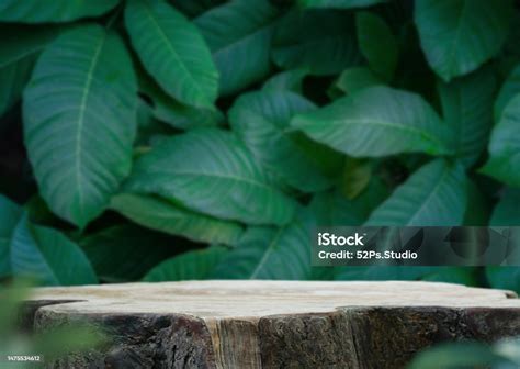 야외 열대 정원 숲의 나무 탁상 카운터 연단 바닥은 녹색 파란색 잎 식물 자연 배경을 흐리게 합니다 천연 제품 배치 받침대 스탠드 디스플레이 여름 정글 파라다이스 개념 0