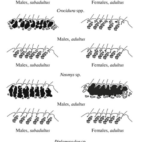Scheme Of Specific Complex Lateral Glands Of Shrews Data For Adult