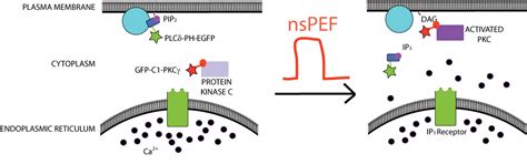 Nanosecond Pulsed Electric Fields Activate Intracellular Signaling Pathways Spie Homepage Spie