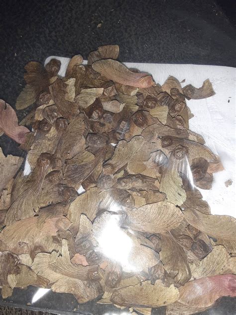 Thunder Japanese Maple Tree Seeds Inazuma Japanese Maple