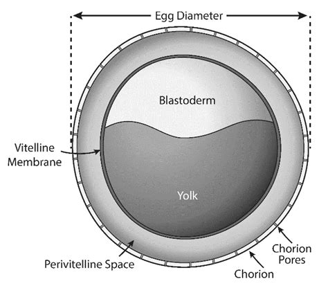General Structure Of The Zebrafish Egg The Zebrafish Egg Is