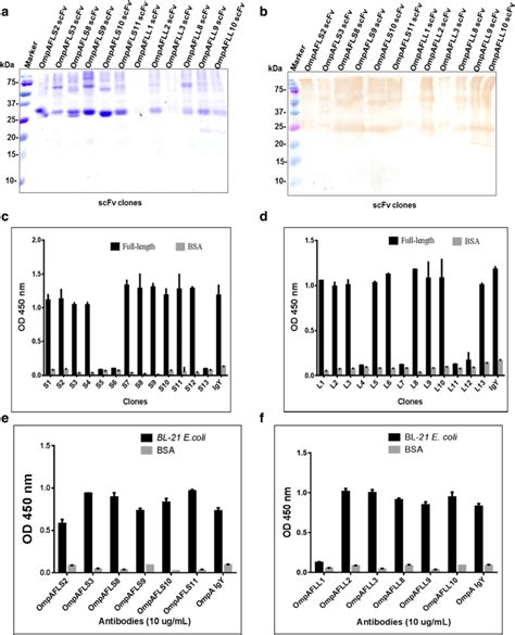 Characterization Of Anti Ompa Scfv Antibodies A Proteins Were