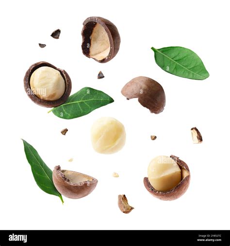 Macadamia Nuts And Crushed Shells In Air On White Background Stock