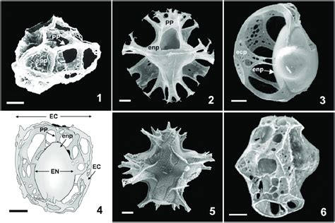 Equatorial Views Of Dorsal Top And Ventral Bottom Surfaces Of