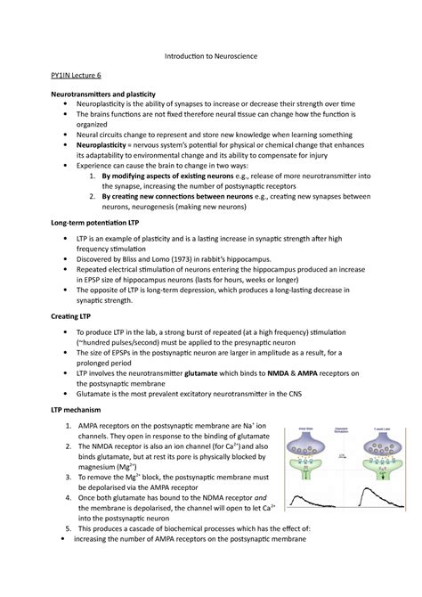Introduction To Neuroscience Part 1 Lecture 6 Introduction To Neuroscience PY1IN Lecture 6