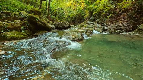 River Trees Forest Free Stock Video Pixabay