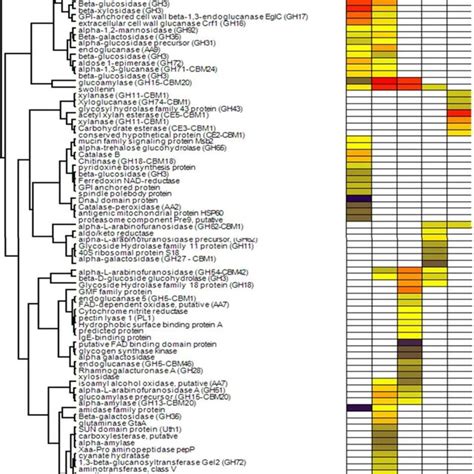 Hierarchical Clustering Of Proteins Per Fraction Pool Showing The