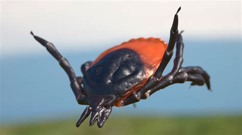 3d Model Tick Rigged Turbosquid 1853460