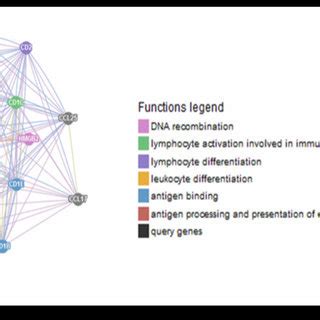 Functions And Interaction Of RAG1 And RAG2 With Functional Similar Download Scientific Diagram