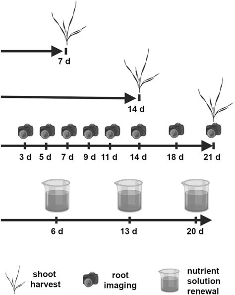 Design And Workflow Of High Throughput Experiment To Phenotype