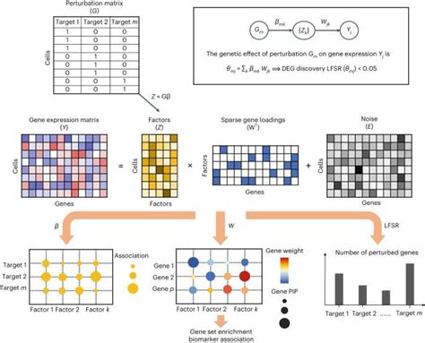 A New Bayesian Factor Analysis Method Improves Detection Of Genes And