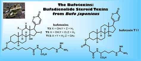 Modern Steroid Science Sequestration Of Defensive Bufadienolide