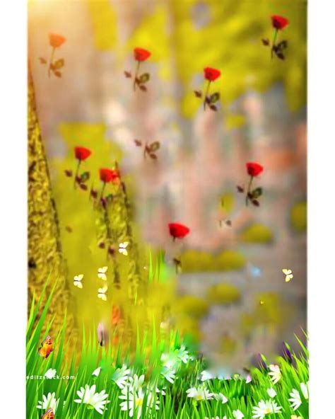 Rose Hd Cb Editing Background