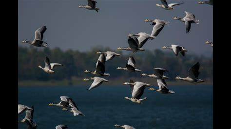 Birding At Nil Nirjon Youtube