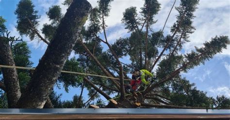Tree Lopping Pruning Tree Removal Gold Coast Tree Arborist Gold Coast