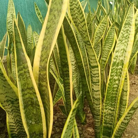 خرید و قیمت سانسوریا ابلق شمشیری از غرفه گلخانه مینا گل به عشق مامان بزرگ