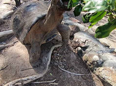 Dolphin Nemo 2025 All You Need To Know Before You Go With Reviews