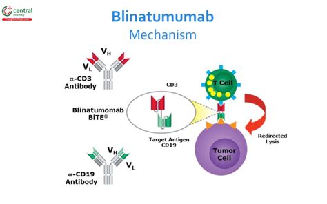 Thuốc Blinatumomab điều Trị Bạch Cầu Lymphoblastic Cấp Tính