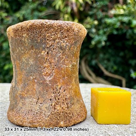 Genuine Sarcosuchus Dinosaur Age Fossil Vertebra Crocodyliform Elrhaz Formation Cretaceou Etsy