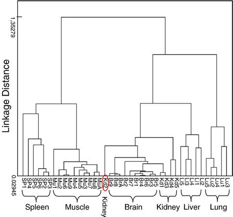 The Dendrogram For All Tissue Samples Download Scientific Diagram