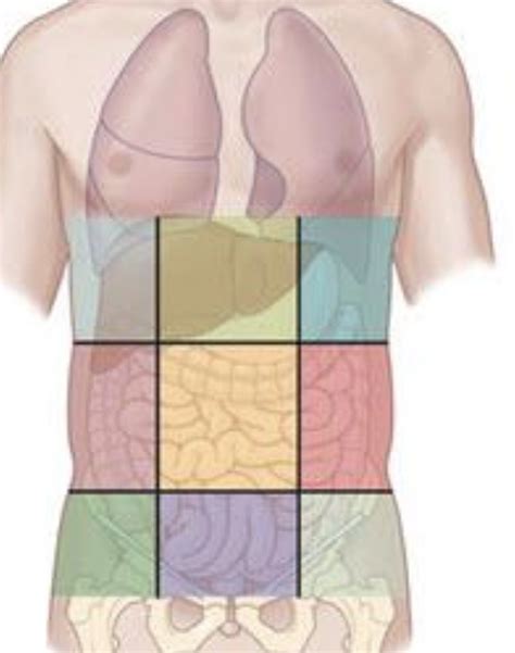 Anterior View Of The Nine Regions Showing Th Superficial Organs Diagram