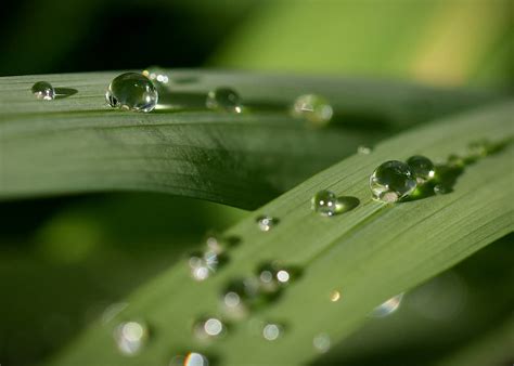 Summer Raindrops By Kateswildplaces On Deviantart